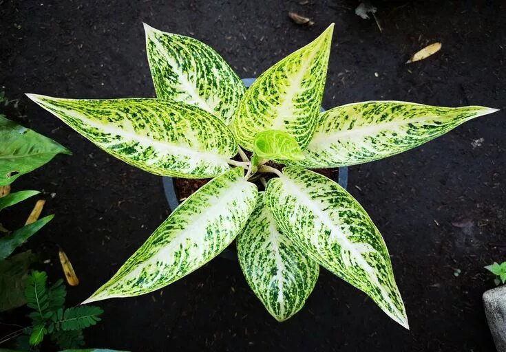 Аглаогема Легаси Вайт (Legacy White), 40см