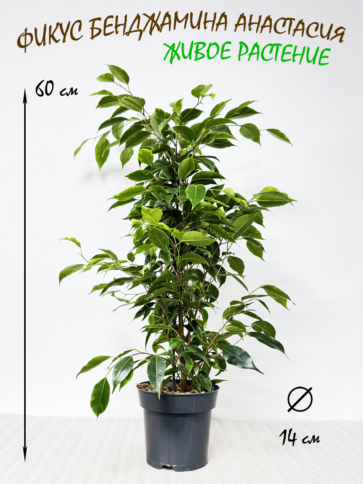 Фикус Бенджамина Анастасия в горшке, высота 55-60см