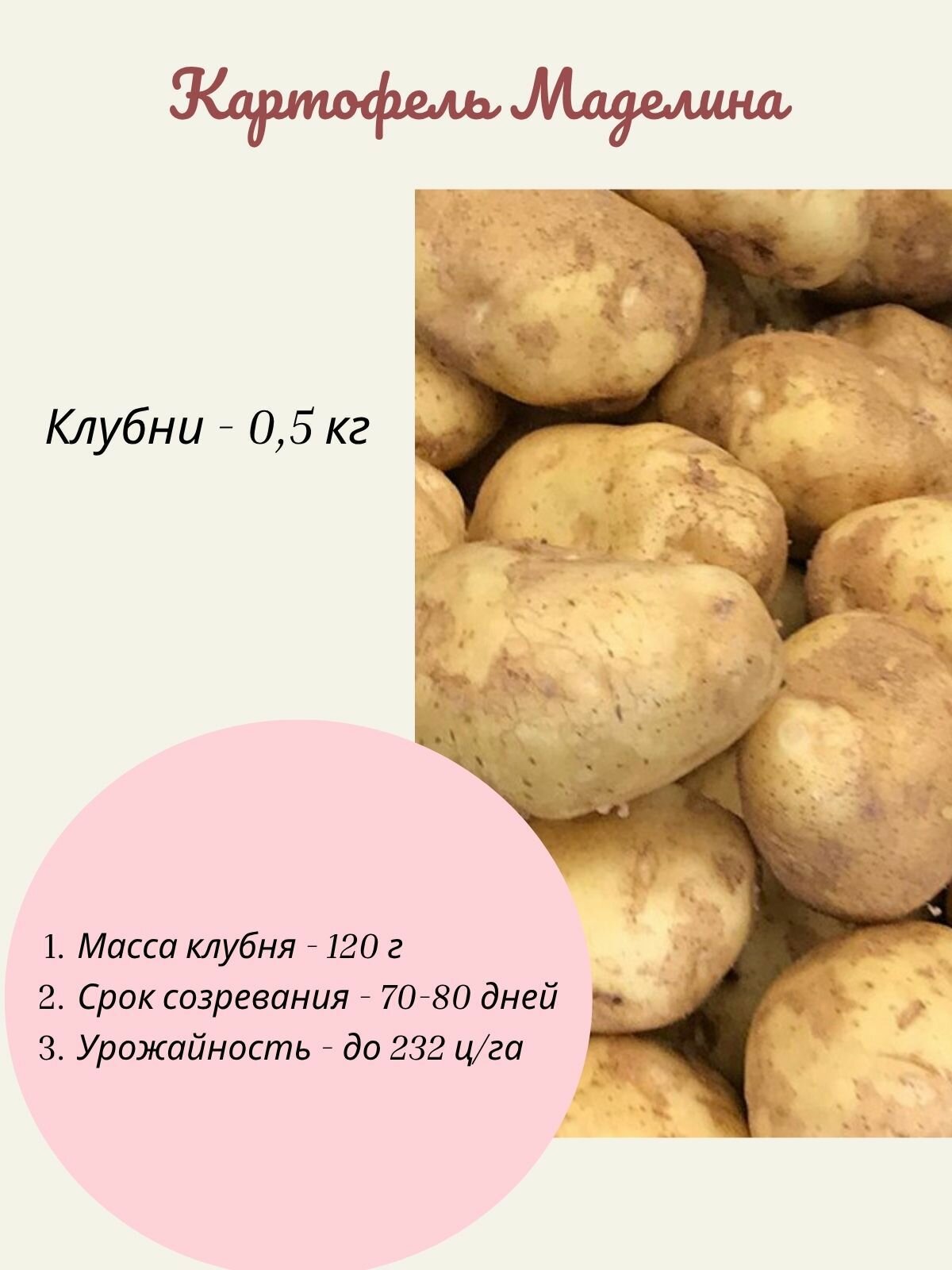 Картофель белый Маделина 0,5 кг на посадку