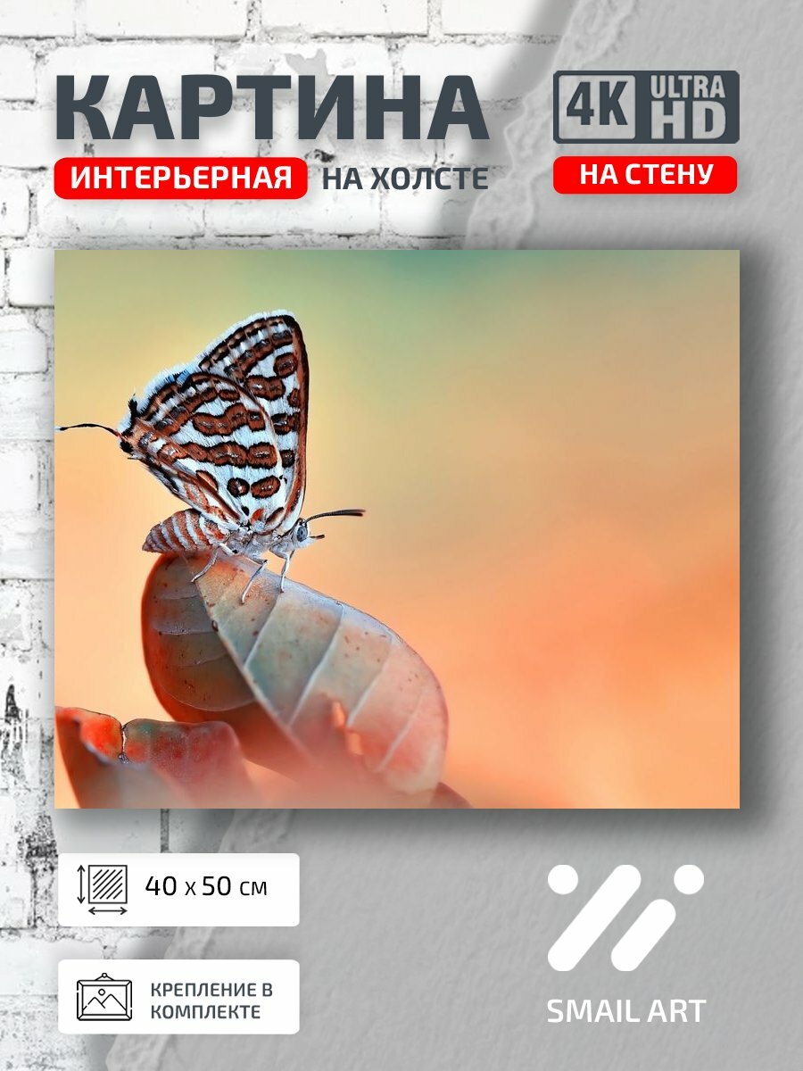 Картина на холсте интерьерная 40 на 50 на стену Фон Macro для спальни макро интерьер декор