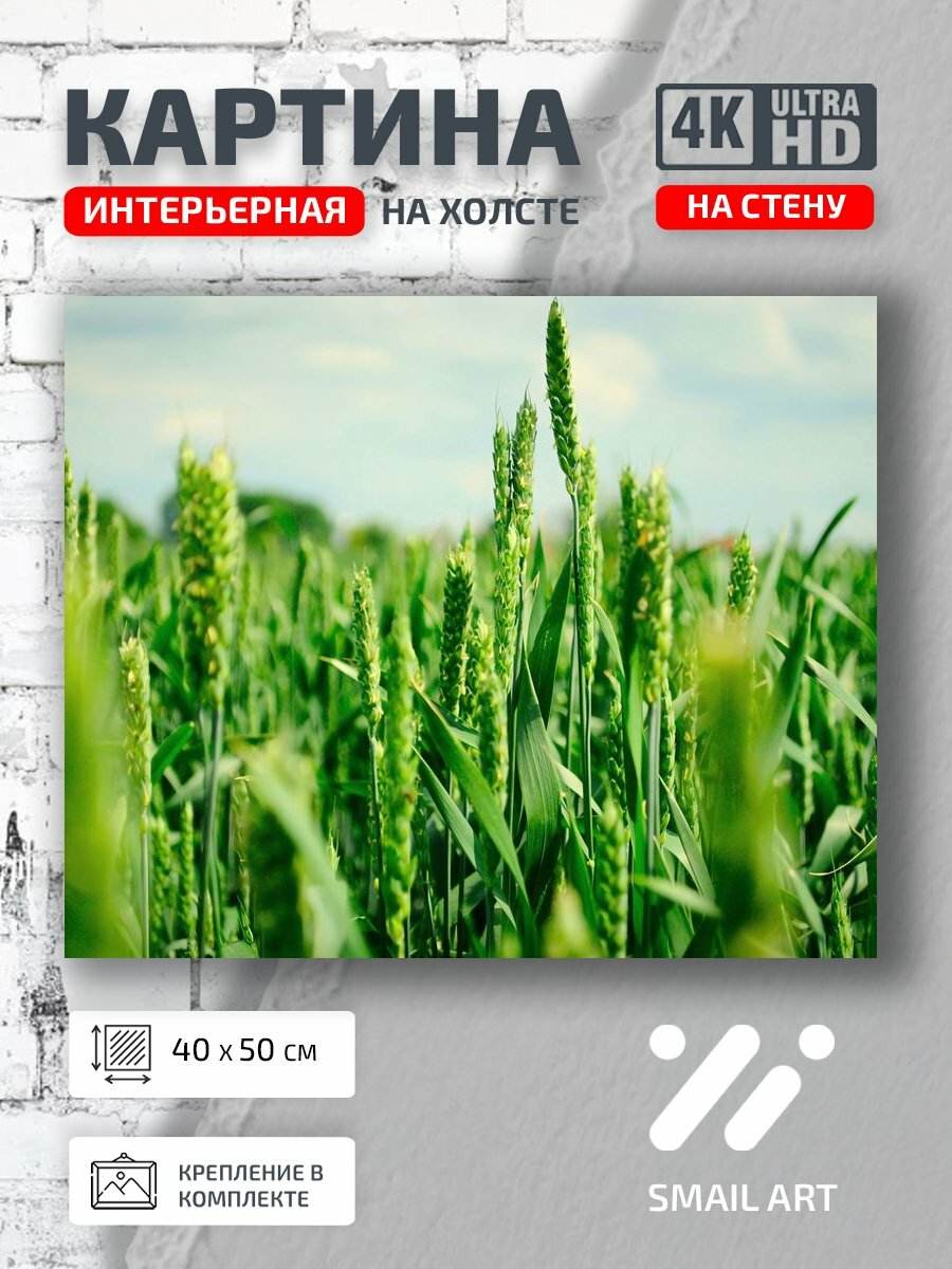 Картина на холсте интерьерная 40 на 50 на стену Колоски Landscape для спальни пейзаж декор