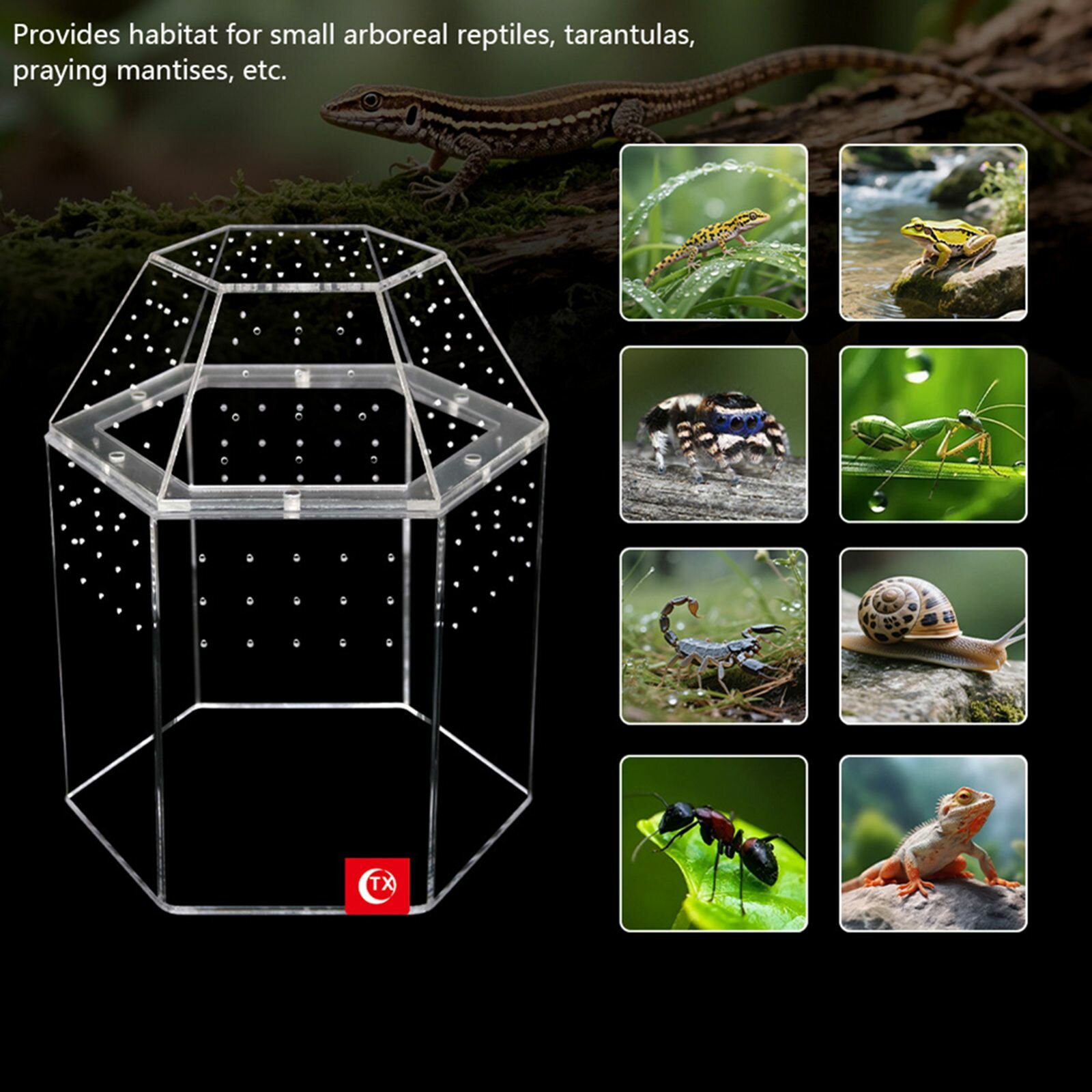 Bug Terrarium All-Side Ventilation Reptile Freptile Box для лягушек-сверчков улитки