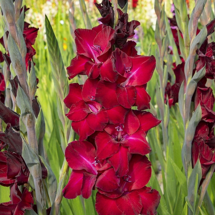 Гладиолус Фэт Бой (2 луковицы), Нидерланды