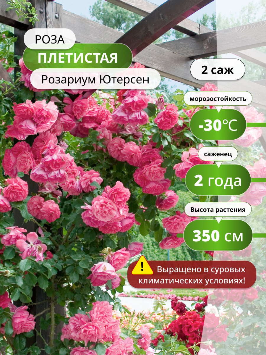 Роза плетистая Розариум Ютерсен, розовая, морозостойкая, 2 штуки