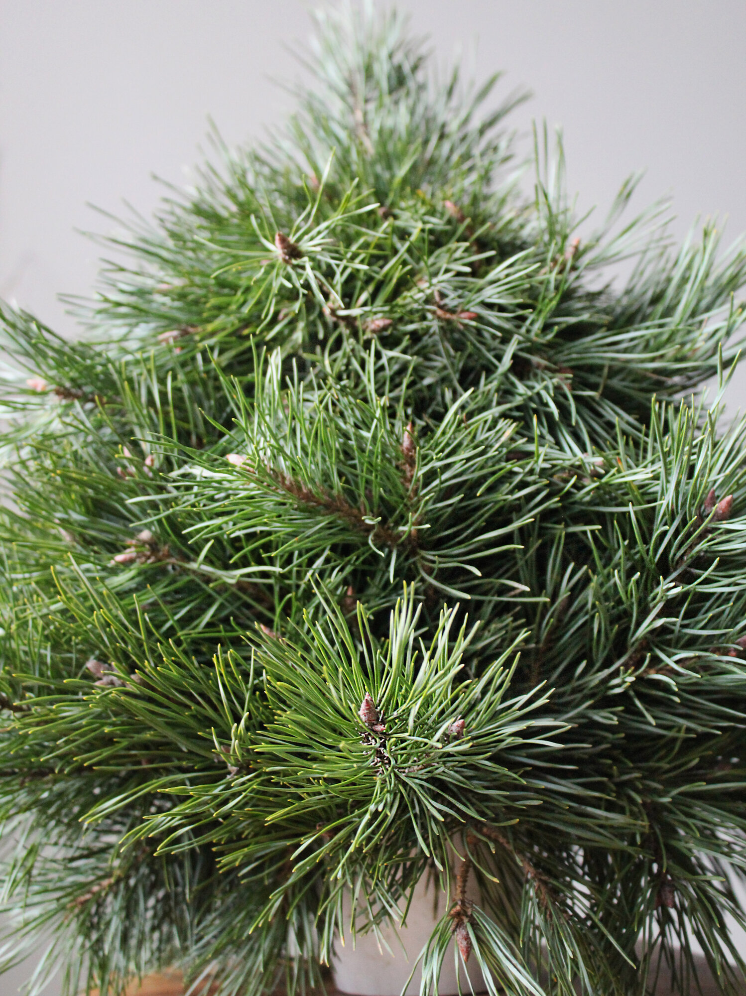 Ёлочка новогодняя "Живая хвоя", ароматные ветви сосны, собрана на флористической губке