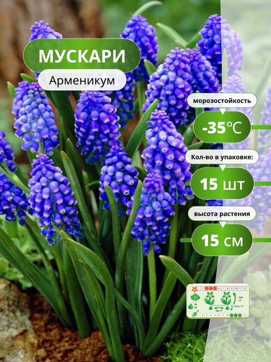 Мускари Арменикум (15 луковиц) / луковичные многолетние цветы