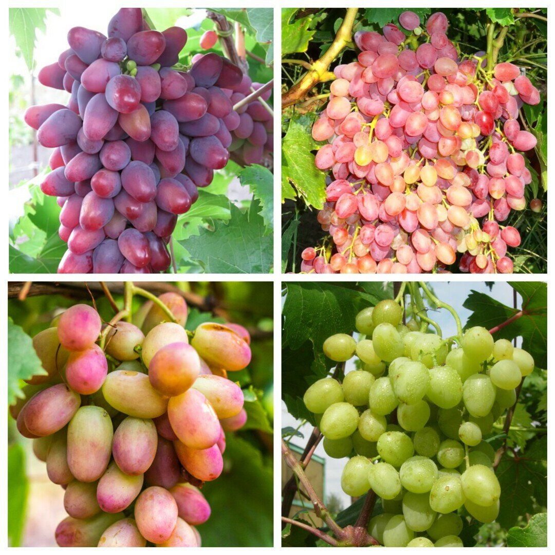 Комплект винограда Суперранний из 4 сортов / устойчивы к холодам