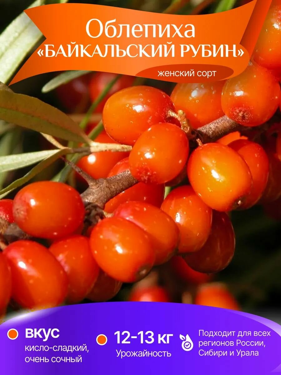 Облепиха зимостойкая, сорт "Байкальский рубин" семена 30 штук и Подарок
