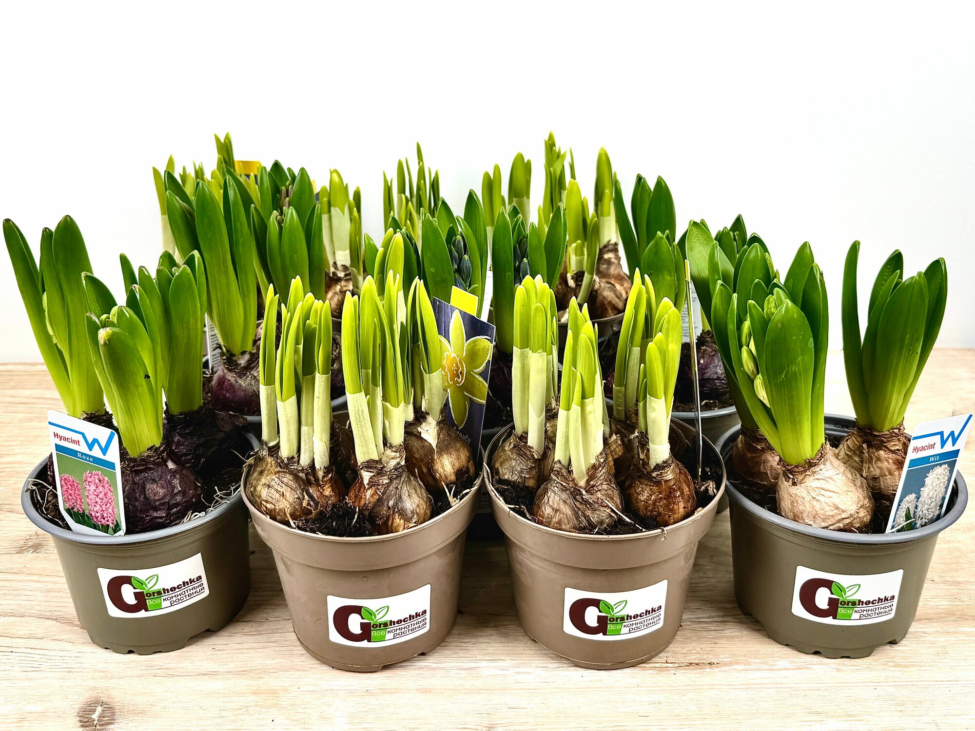 Набор 10 растений: Гиацинт 3 луковицы - 5шт, Нарцисс 3 луковицы - 5шт, высота 15-20 см, живое растение