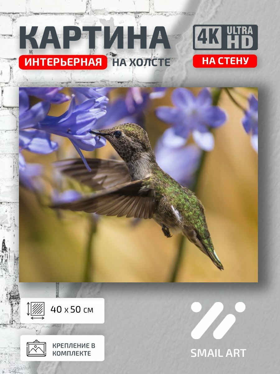 Картина на холсте интерьерная 40 на 50 на стену Колибри Animal для спальни animal style