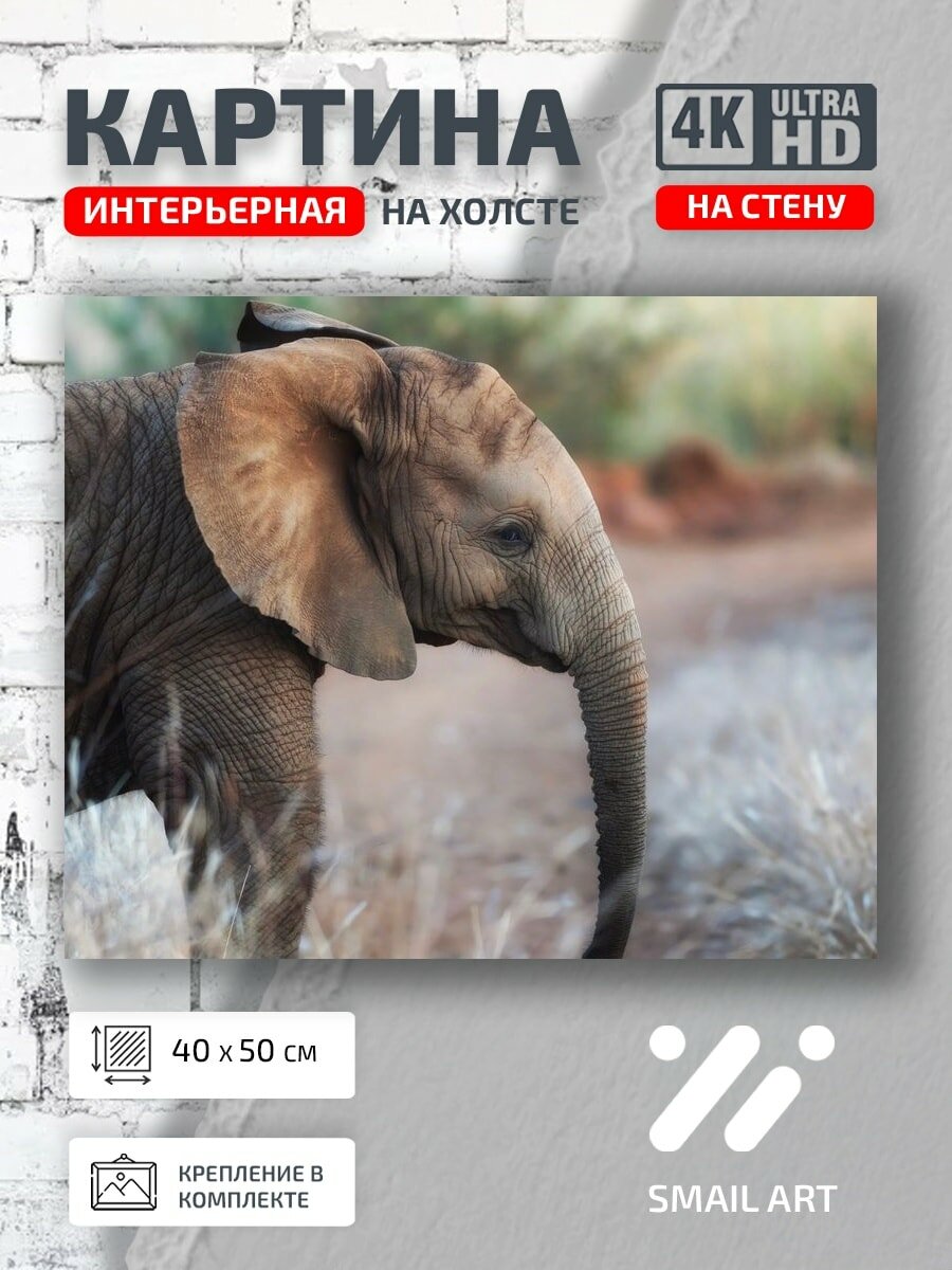 Картина на холсте интерьерная 40 на 50 на стену Животные Слонёнок для кабинета атмосфера