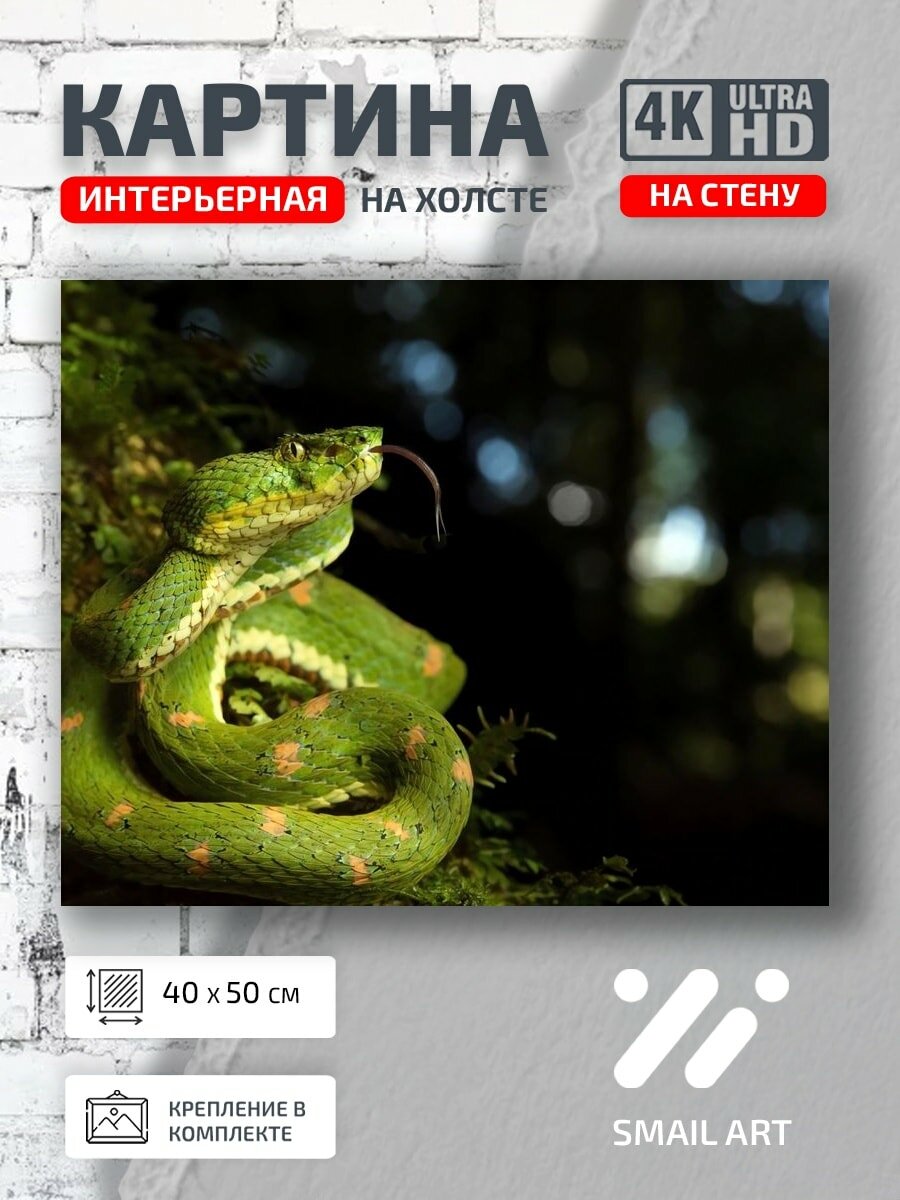 Картина на холсте интерьерная 40 на 50 на стену Животные змея для студии атмосфера