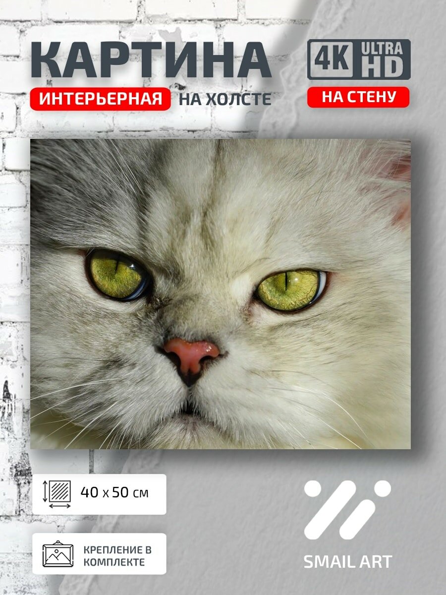 Картина на холсте интерьерная 40 на 50 на стену Животные Кот для кабинета атмосфера