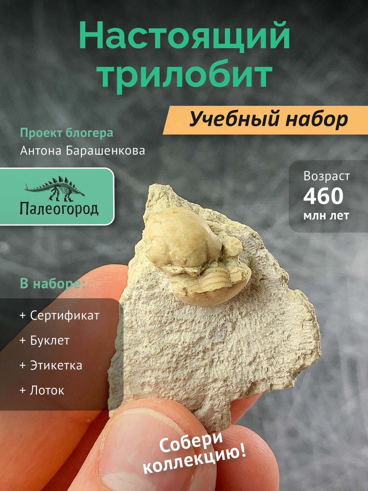 Набор палеонтолога (образец №362). Трилобит Illaenus VF. Необычные подарки для подростков, мальчиков и девочек.