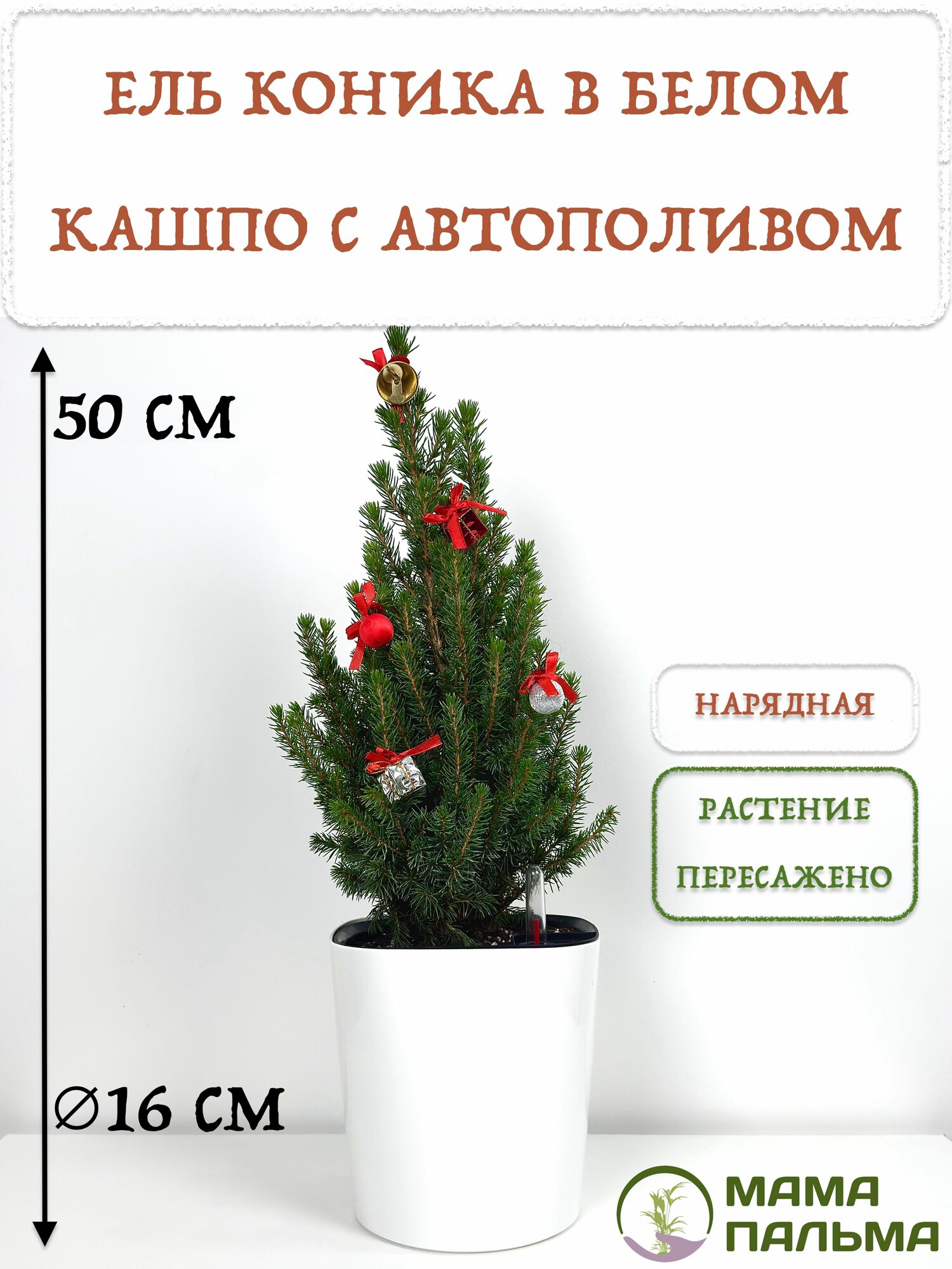 Ель живая Коника нарядная в кашпо с автополивом высота 50 см белое D16