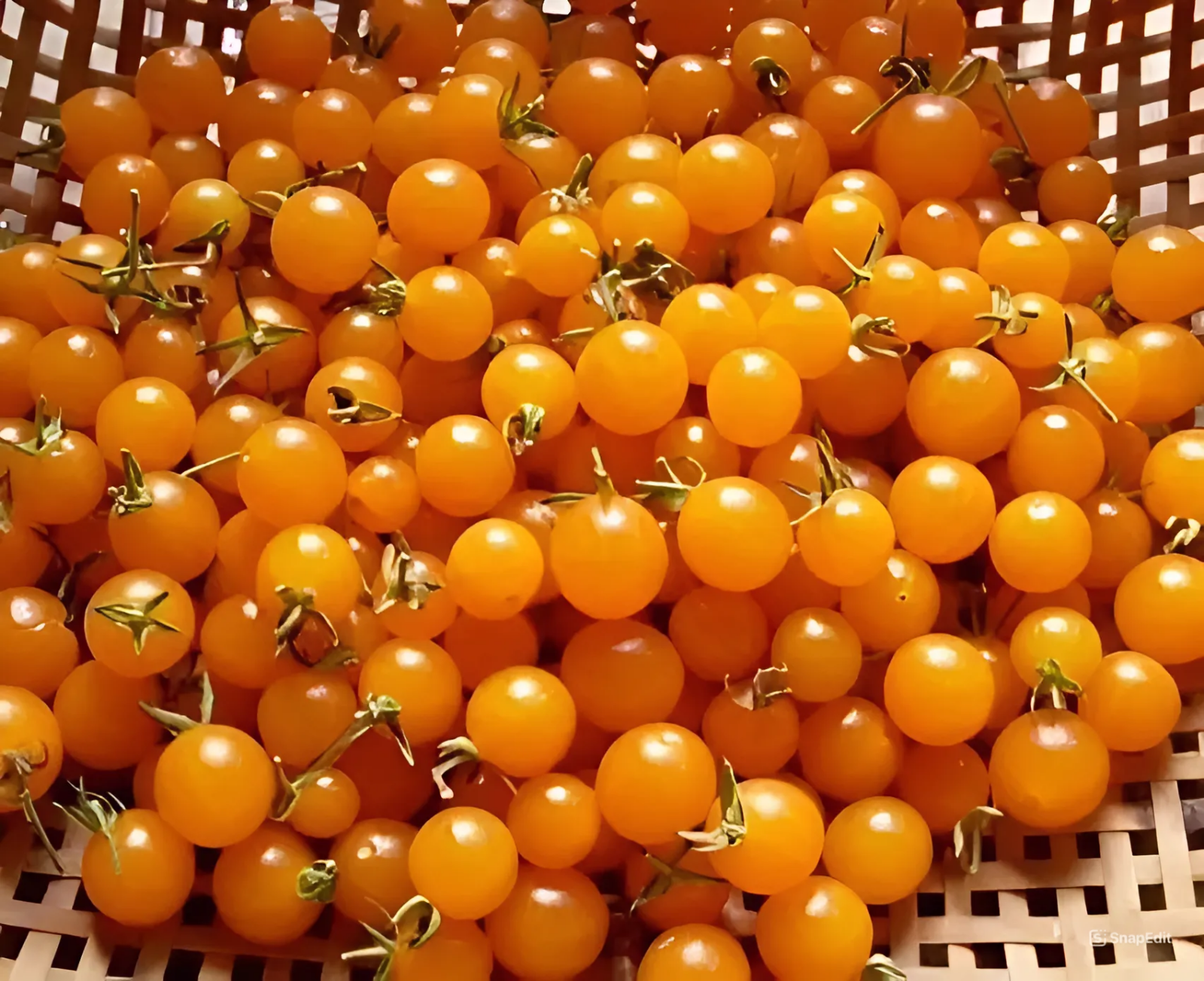 Дикие сладкие помидоры "Свит Пиа", 15-20 семян, желтые, однолетние, 150см