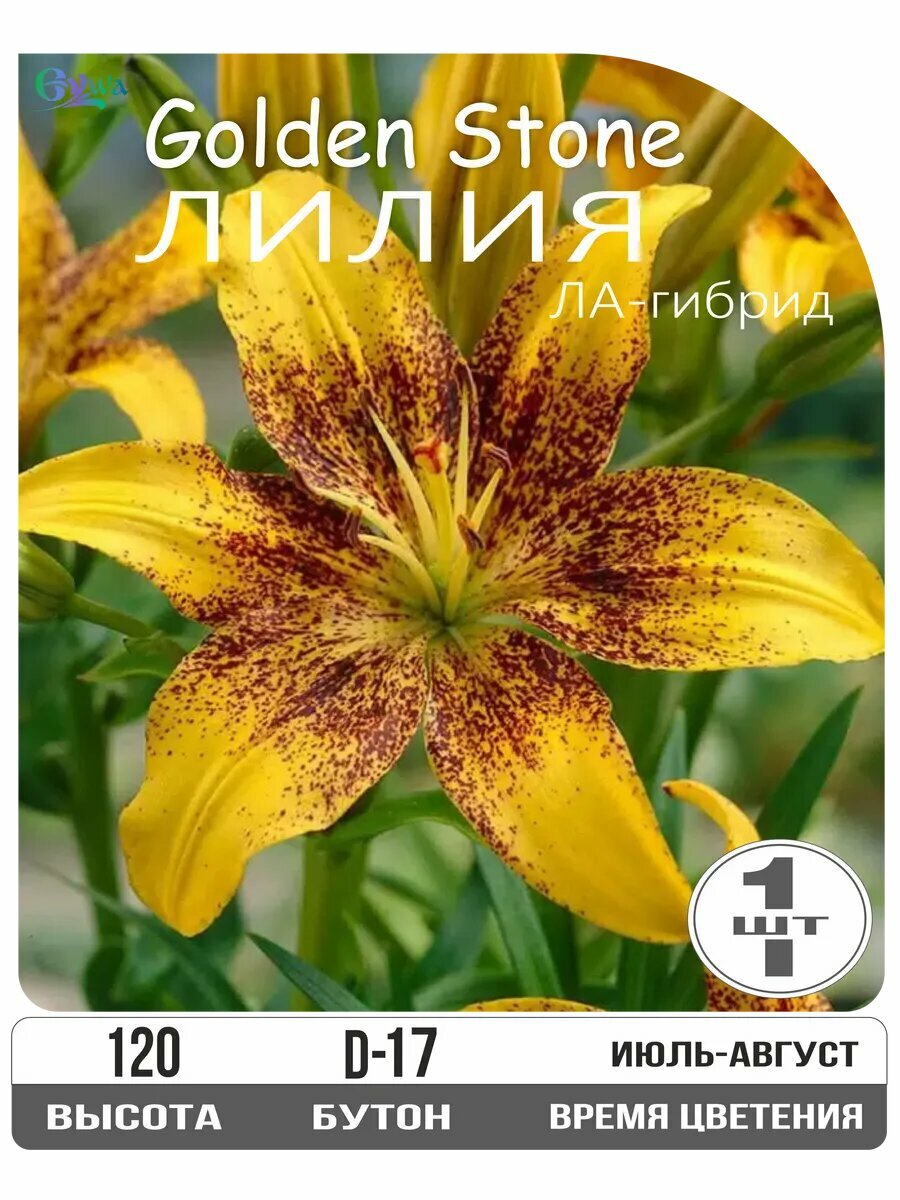 Лилия луковицы многолетние Голден Стоун, ЛА-гибрид, 1шт. высота 120 см.