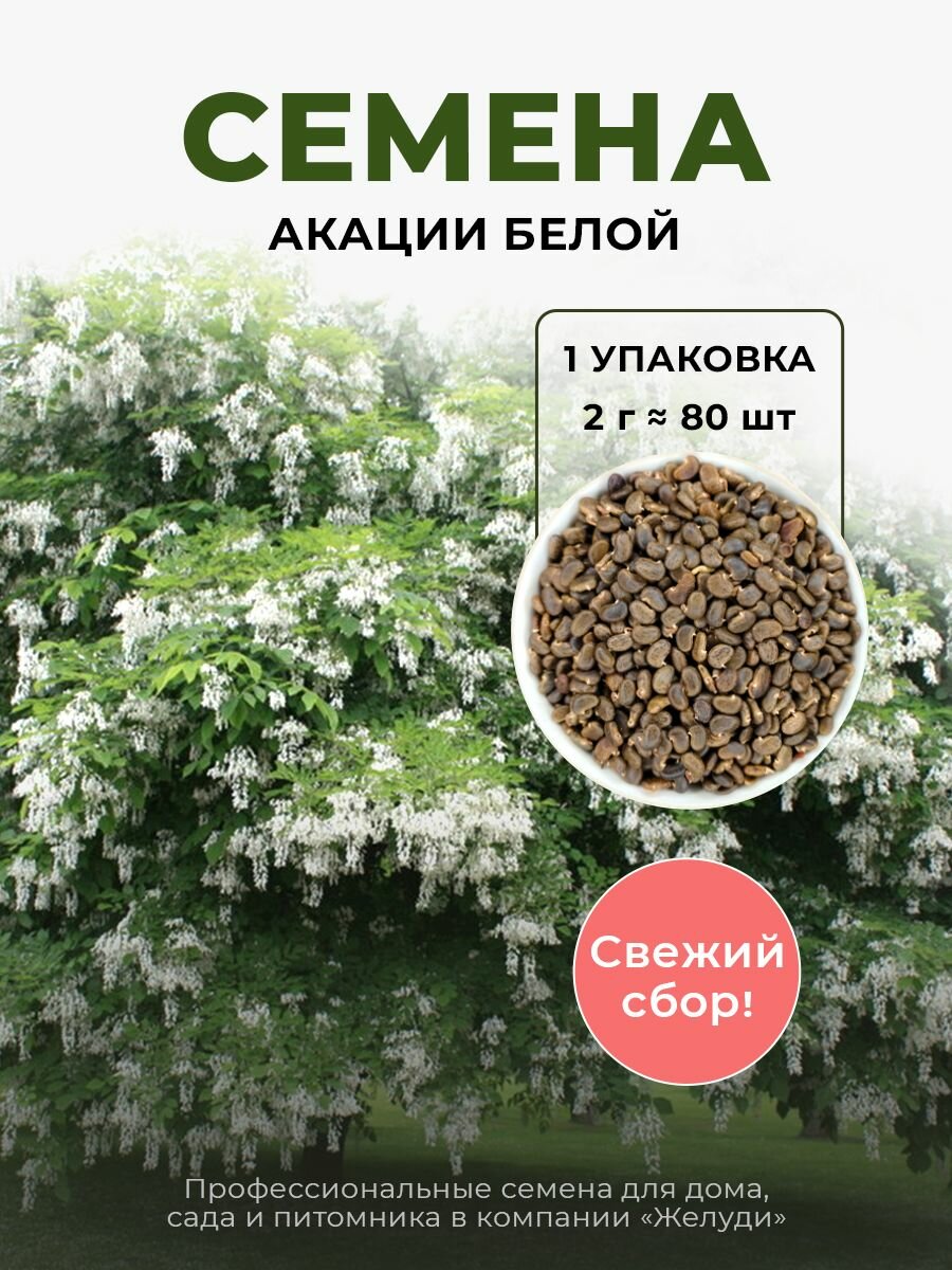 Семена Акации белой, 2 грамма (примерно 88 шт)