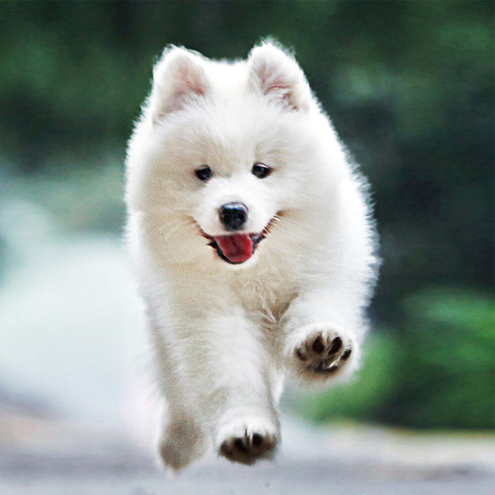 DIY Набор для 5D Рисунка Бриллиантами Паттерн Собака Ризиновые Камни Мозаика Вышивка Крестиком Хобби Декор Стены Дом, Материал: Канва + Ризиновые Камни, Размер: 25*25см, Количество: 1 Набор