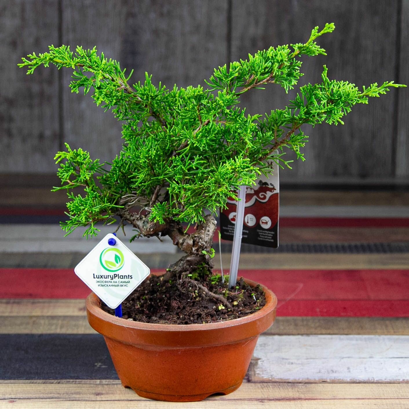 Бонсай Можжевельник в терракотовой плошке 35 см