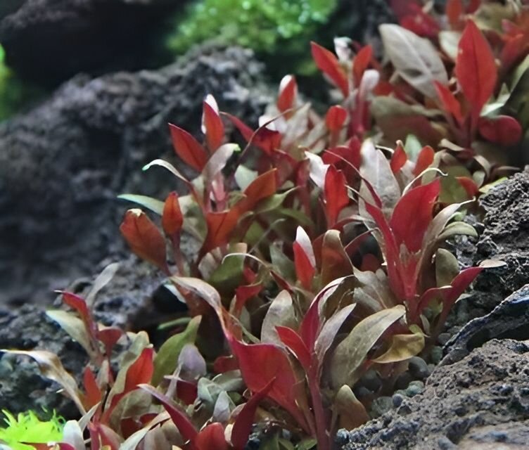 Альтернантера Рейнека Мини. Простое Живое аквариумное растение