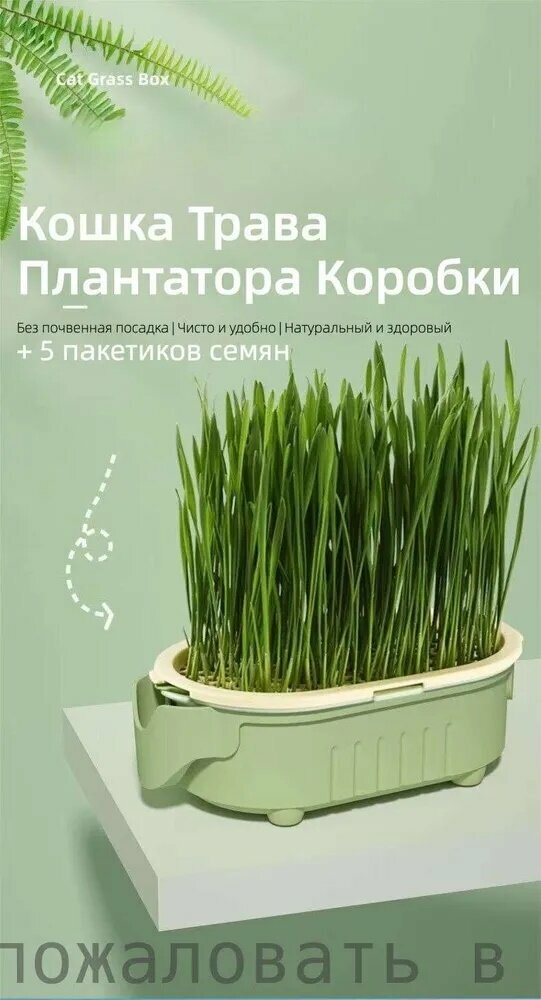 Кошка Трава Плантатора Коробки/ 5 пакетиков семян