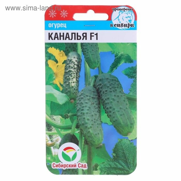 Семена огурец Каналья - раннеспелый , короткоплодный , самоопыляемый гибрид. Сибирский Сад.