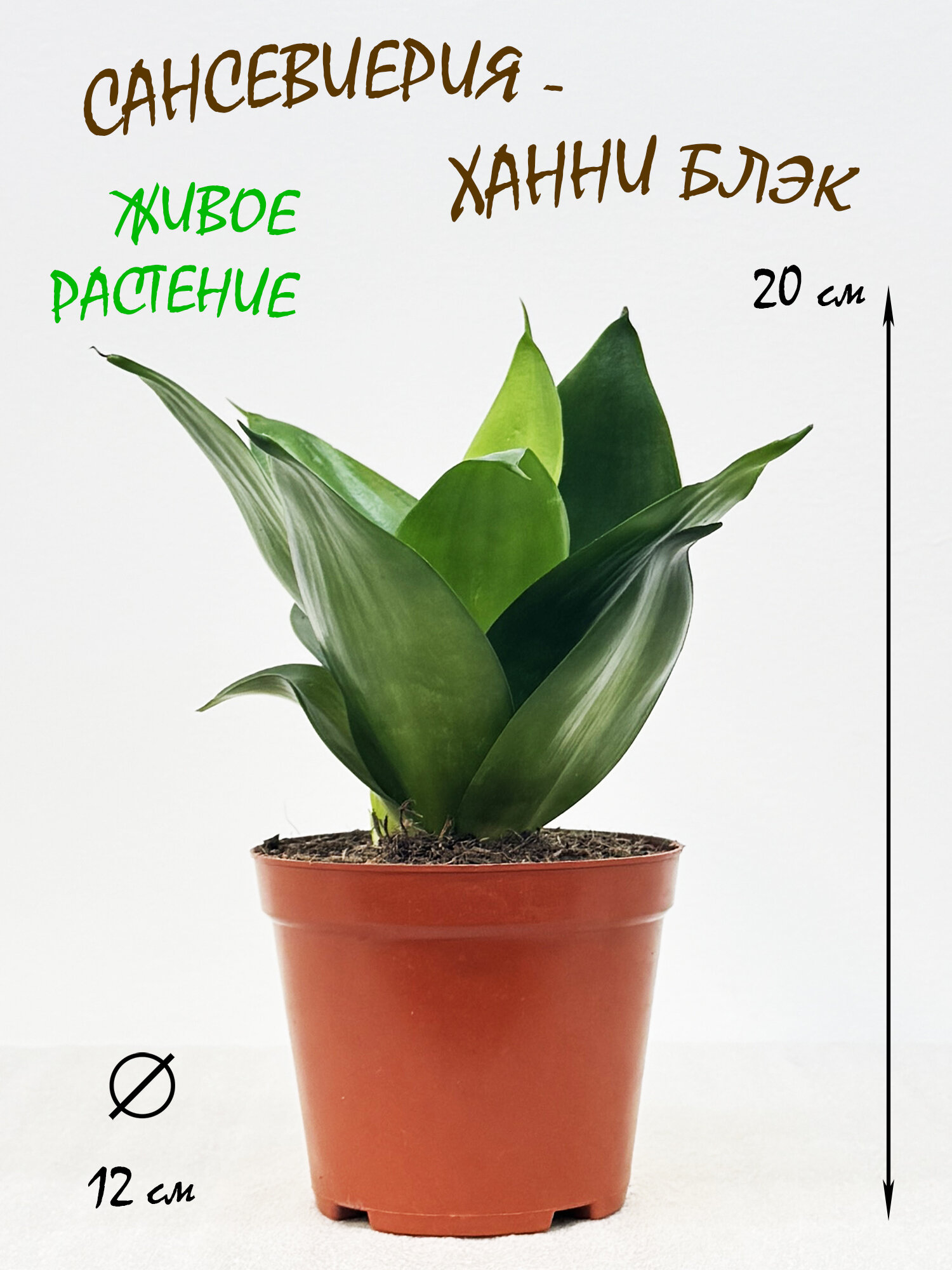 Сансевиерия PRO Фикус "Ханни Блэк", высота 20 см, живое растение