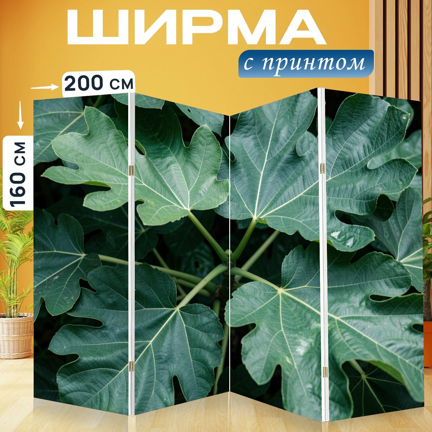 Ширма "Крупные тропические листья фикуса. Пышная зелёная листва с крупными резными пластинами, природный." перегородка для зонирования комнаты с принтом 200x160 см. на холсте