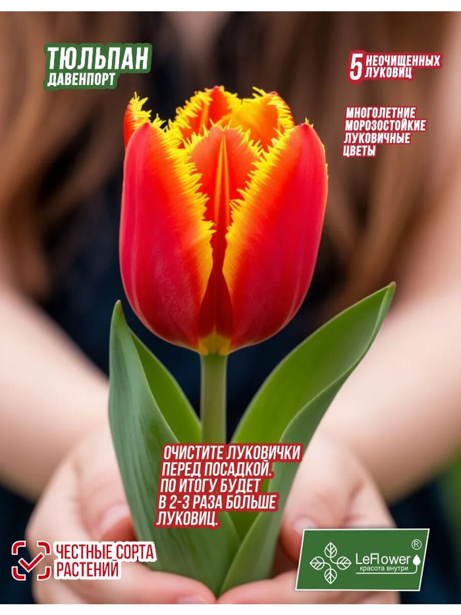 Тюльпан Луковица, Давенпорт, 5+ шт