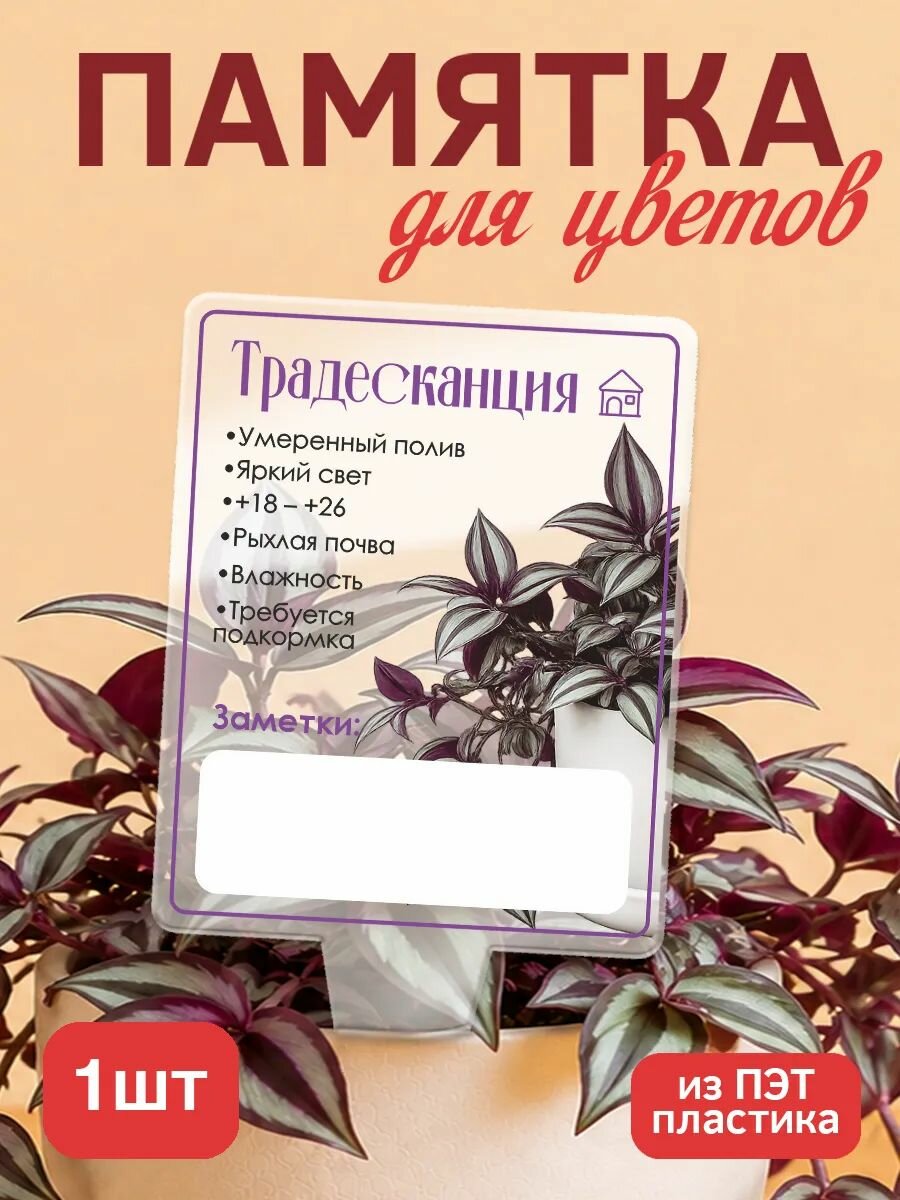 Памятка по уходу за цветами Традесканция