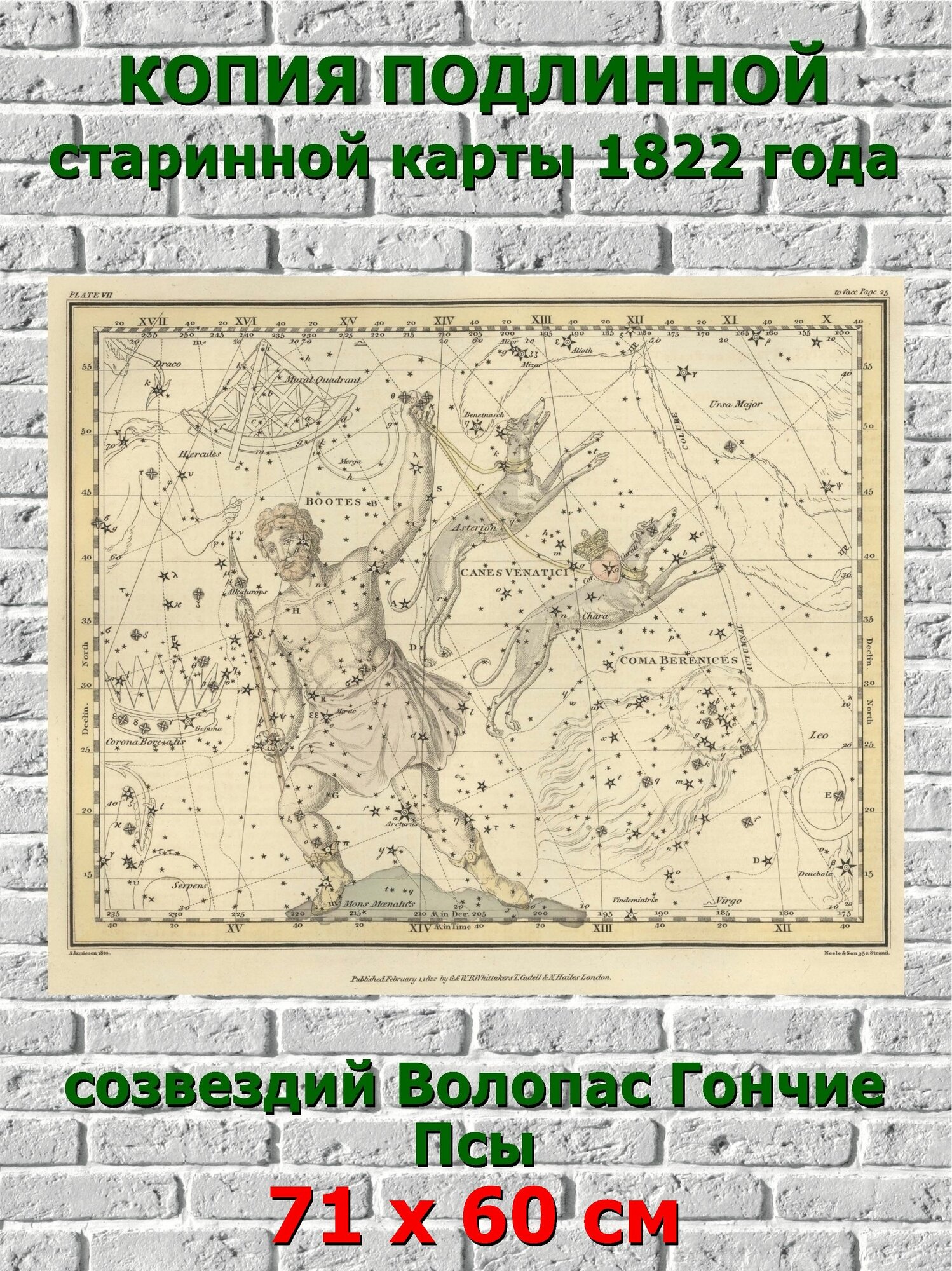 Старинная Карта созвездий. Волопас, Гончие Псы. (репринт карты 1822 года).