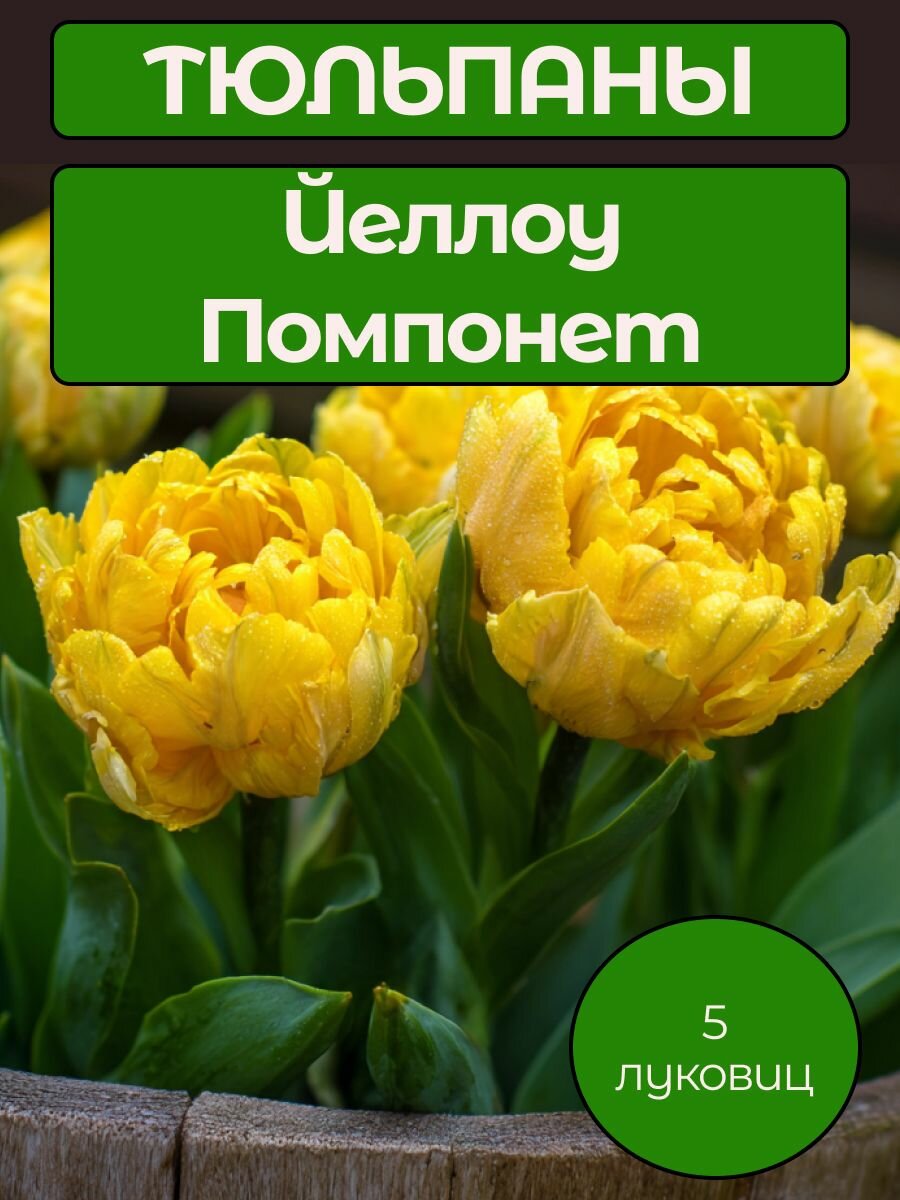 Луковицы тюльпана Йеллоу Помпонет 5 шт