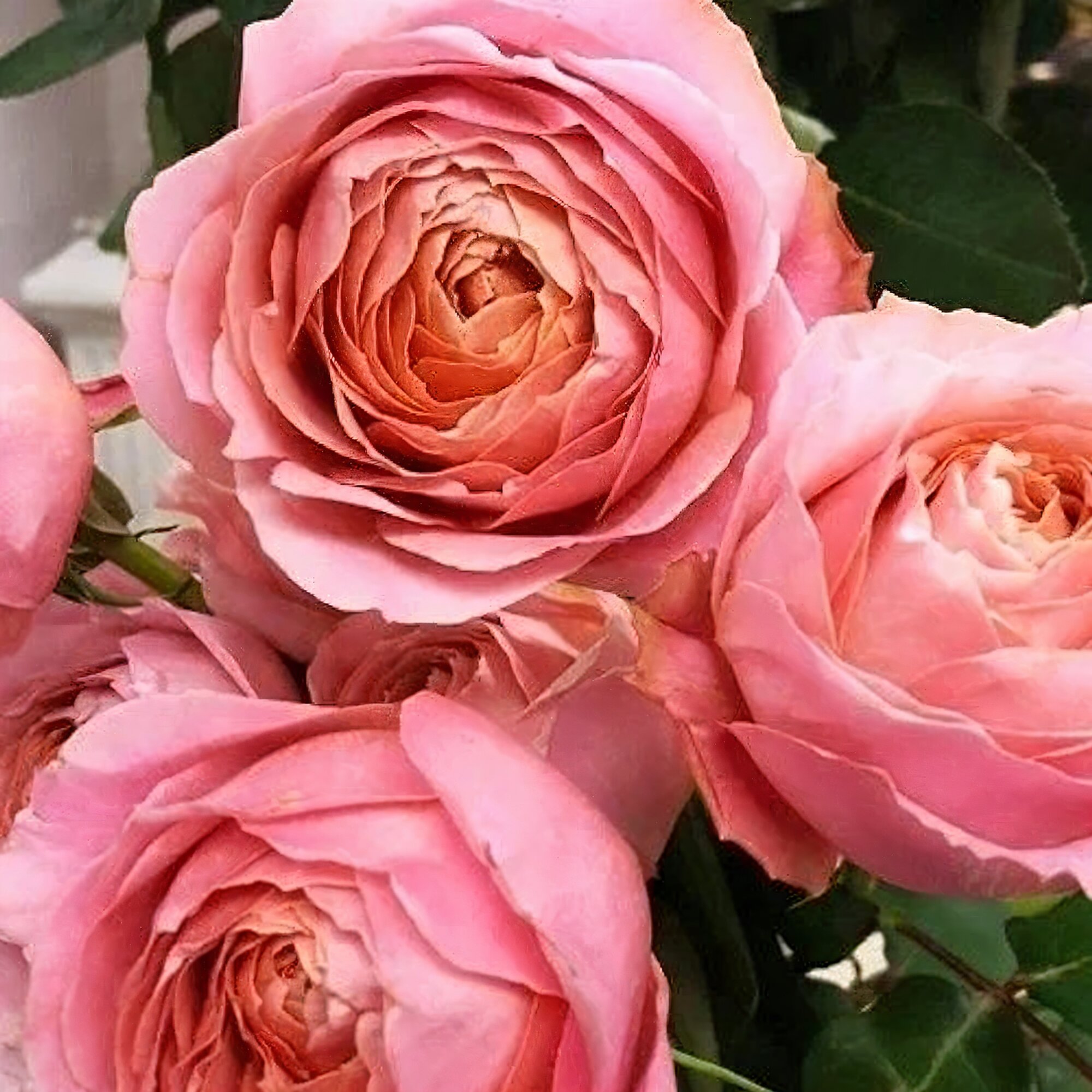 Роза чайно-гибридная "Романтик Антик", ЗКС, 1,5 г, 2 шт, розовая