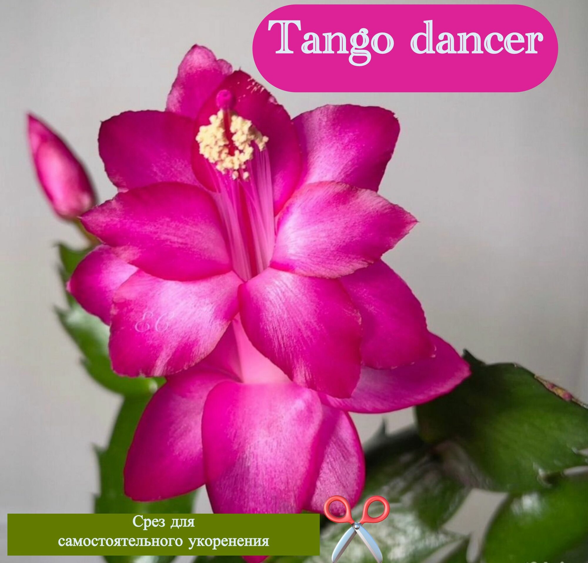 Декабрист Tango dancer 1 шт