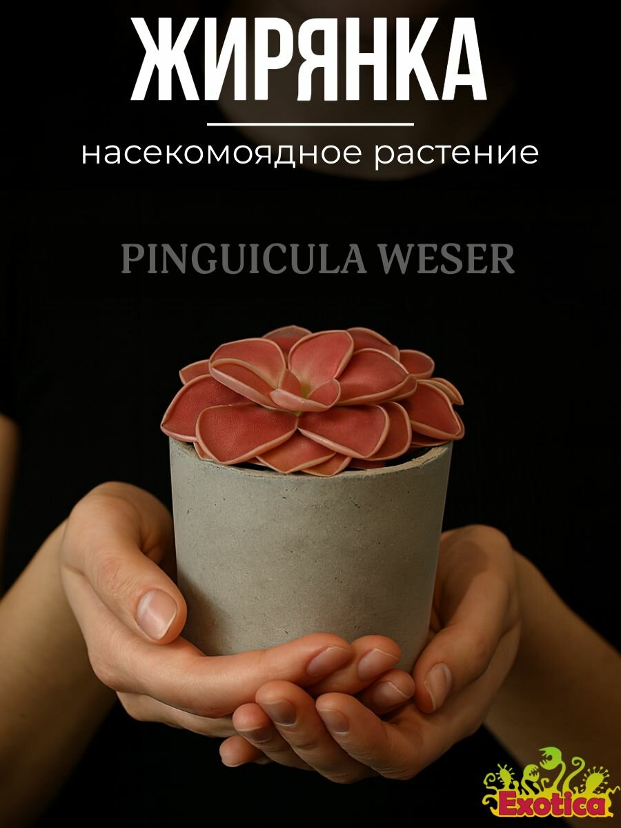 Жирянка Весера (Pinguicula Weser) D9см, насекомоядное растение