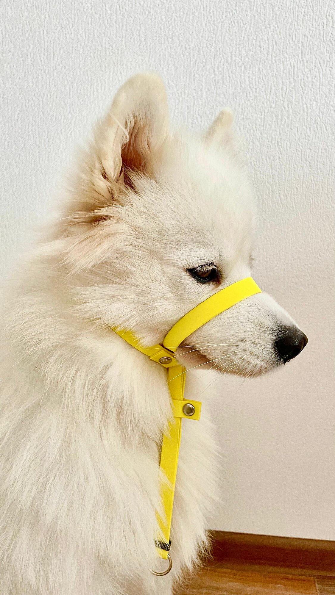 Недоуздок Халти для собак, морда макс 35 см, шея 35-65 см биотан , желтый