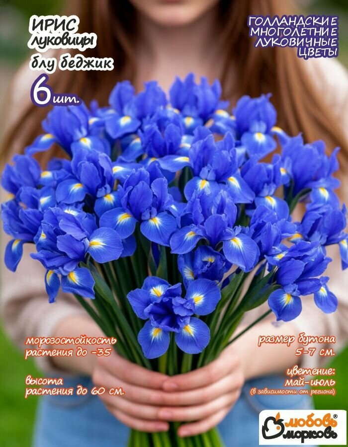 Ирис луковицы, Блю Меджик, 6шт