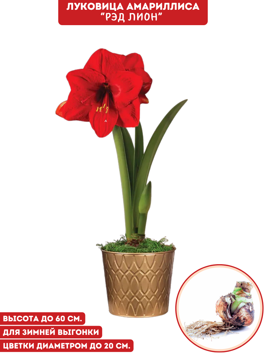 Амариллис «Рэд Лион», красный, 50/60 см, луковица готовая к посадке - 1 шт.