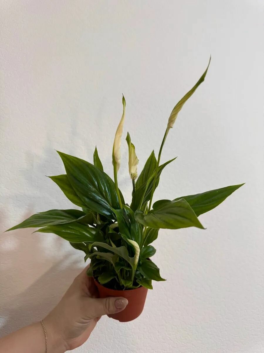 Спатифиллум женское счастье растение живое в горшке д9