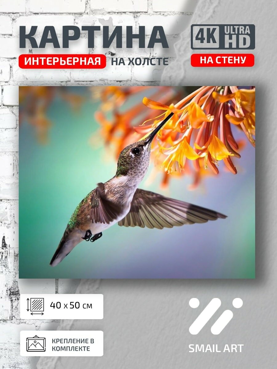 Картина на холсте интерьерная 40 на 50 на стену Птицы Колибри для студии атмосфера