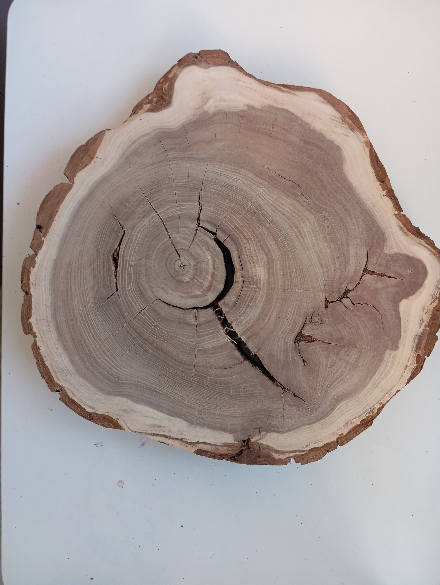 Спил дерева карагач, заготовка, столешница 35*35*4,5см