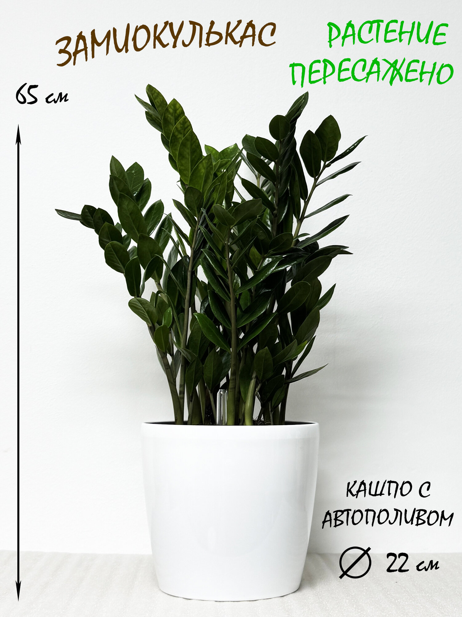 Замиокулькас в белом кашпо с автополивом, высота 65см