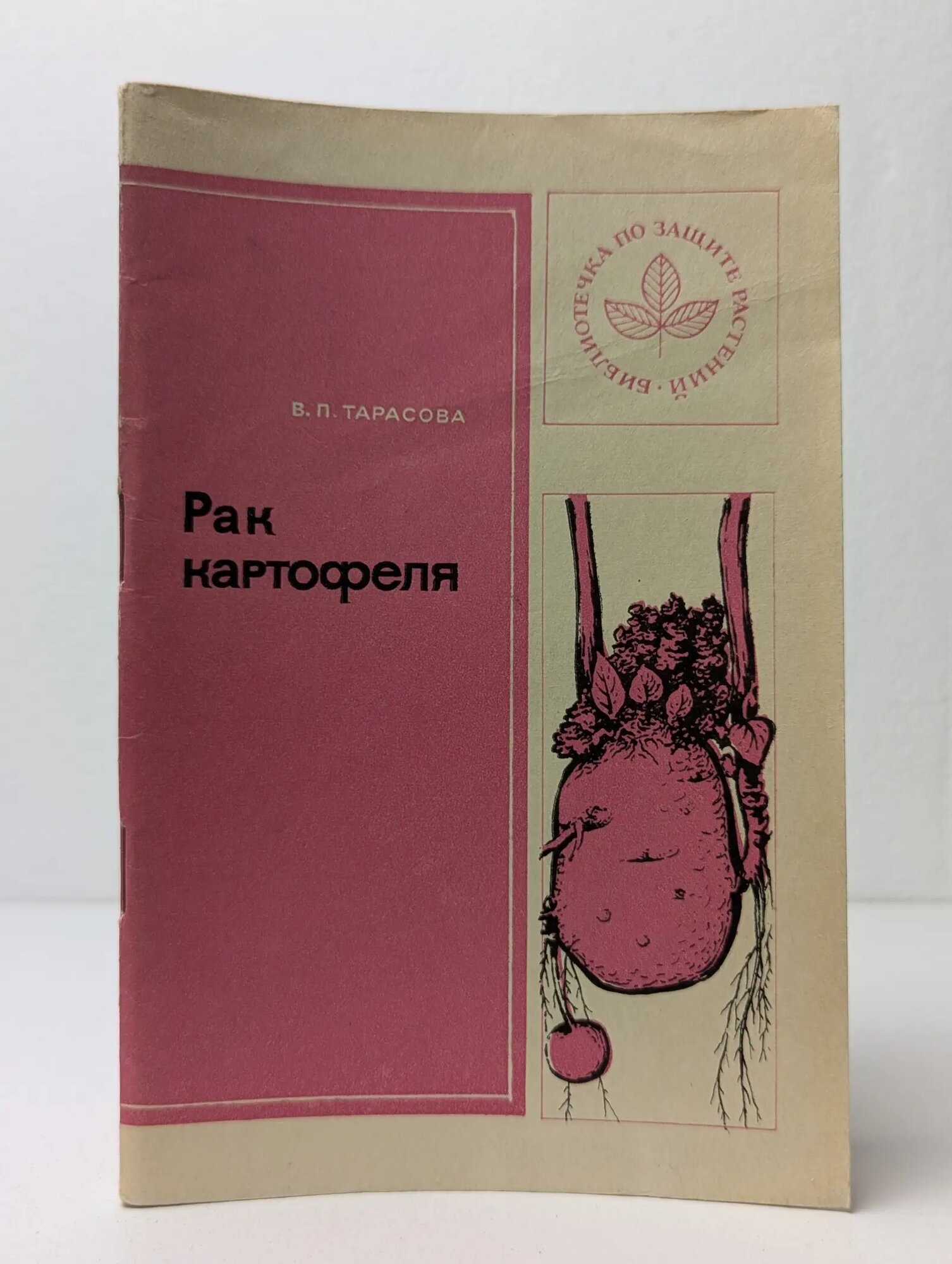 Рак картофеля Тарасова Валентина Петровна 1978
