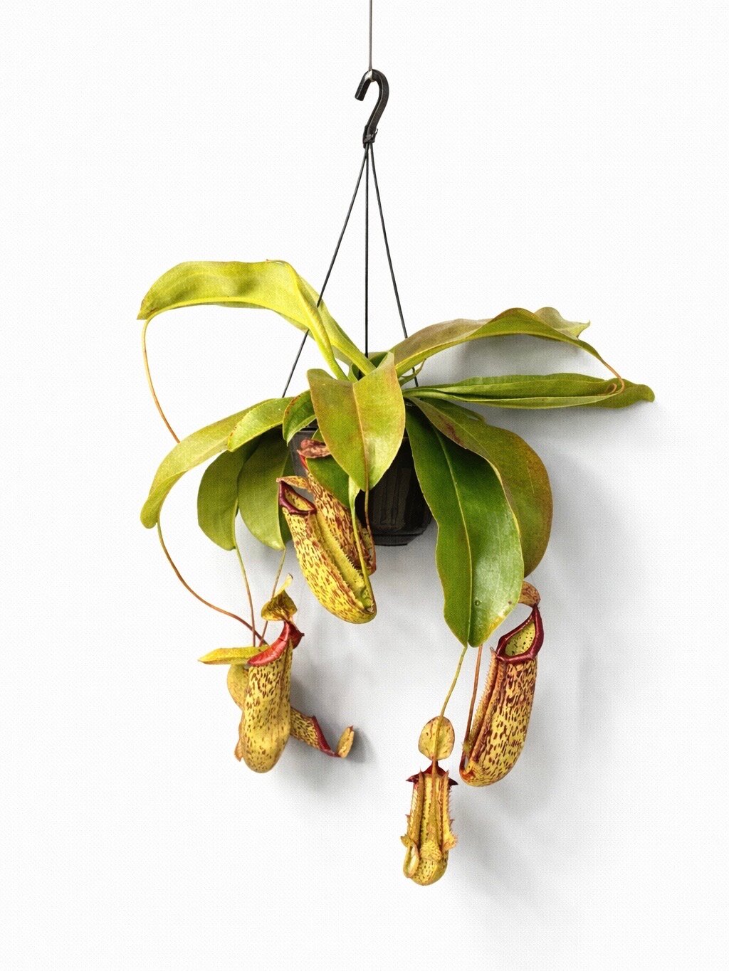 Непентес (Nepenthes) — экзотический хищник с уникальными кувшинчиками-ловушками (мухоловка)