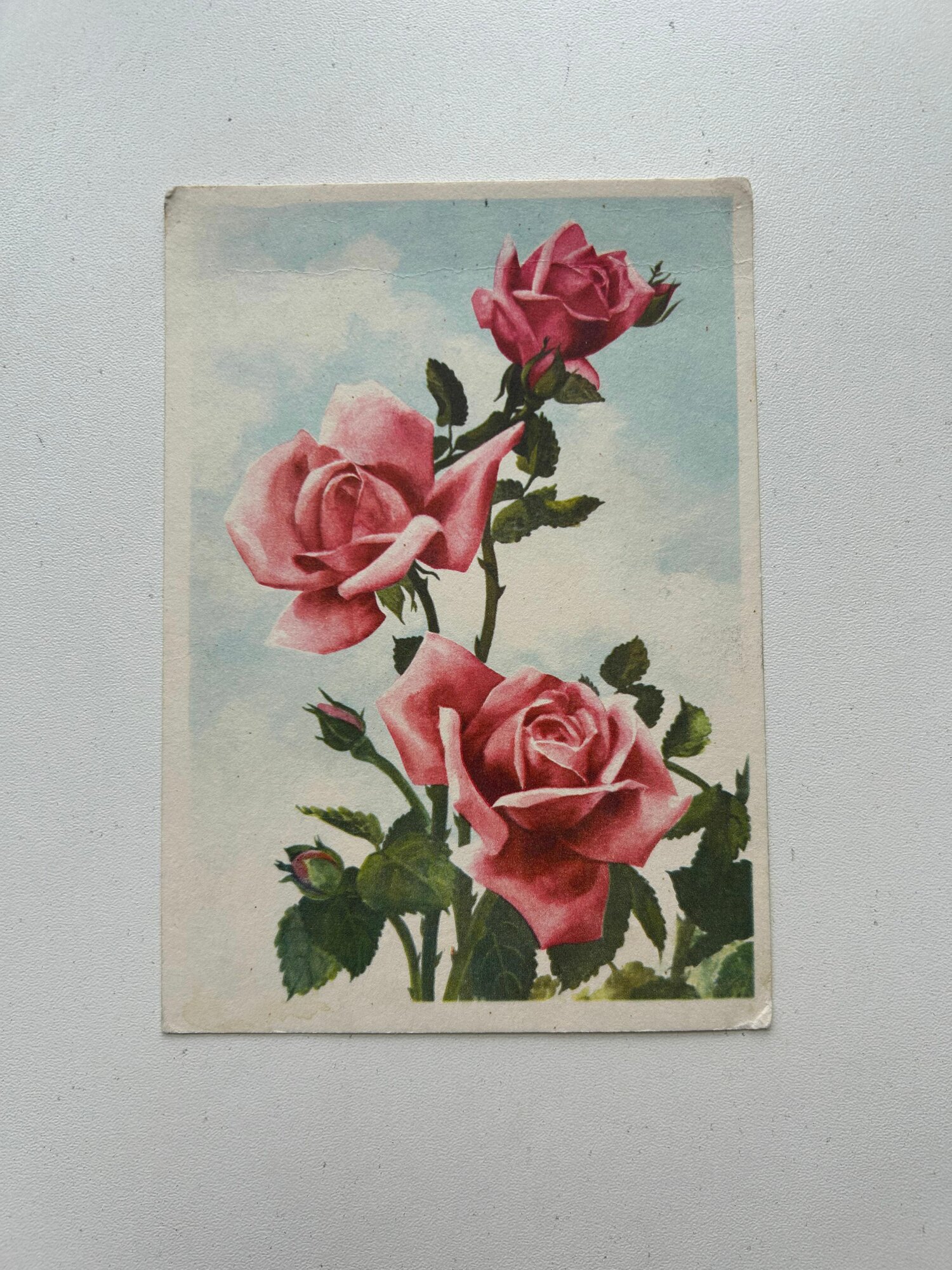 Винтажная открытка СССР "Розовые розы". Издана в 1950-х годах