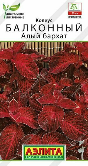 Семена Колеус "Алый бархат" балконный "Аэлита"