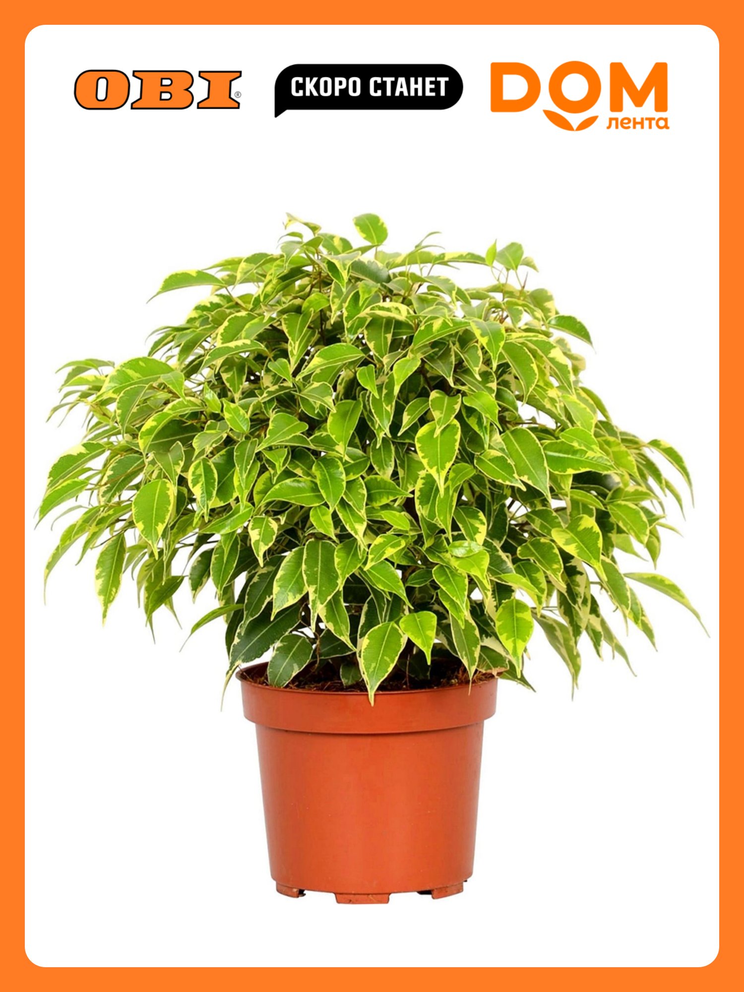 Растение Фикус бенжамина кинки D12 H27 см