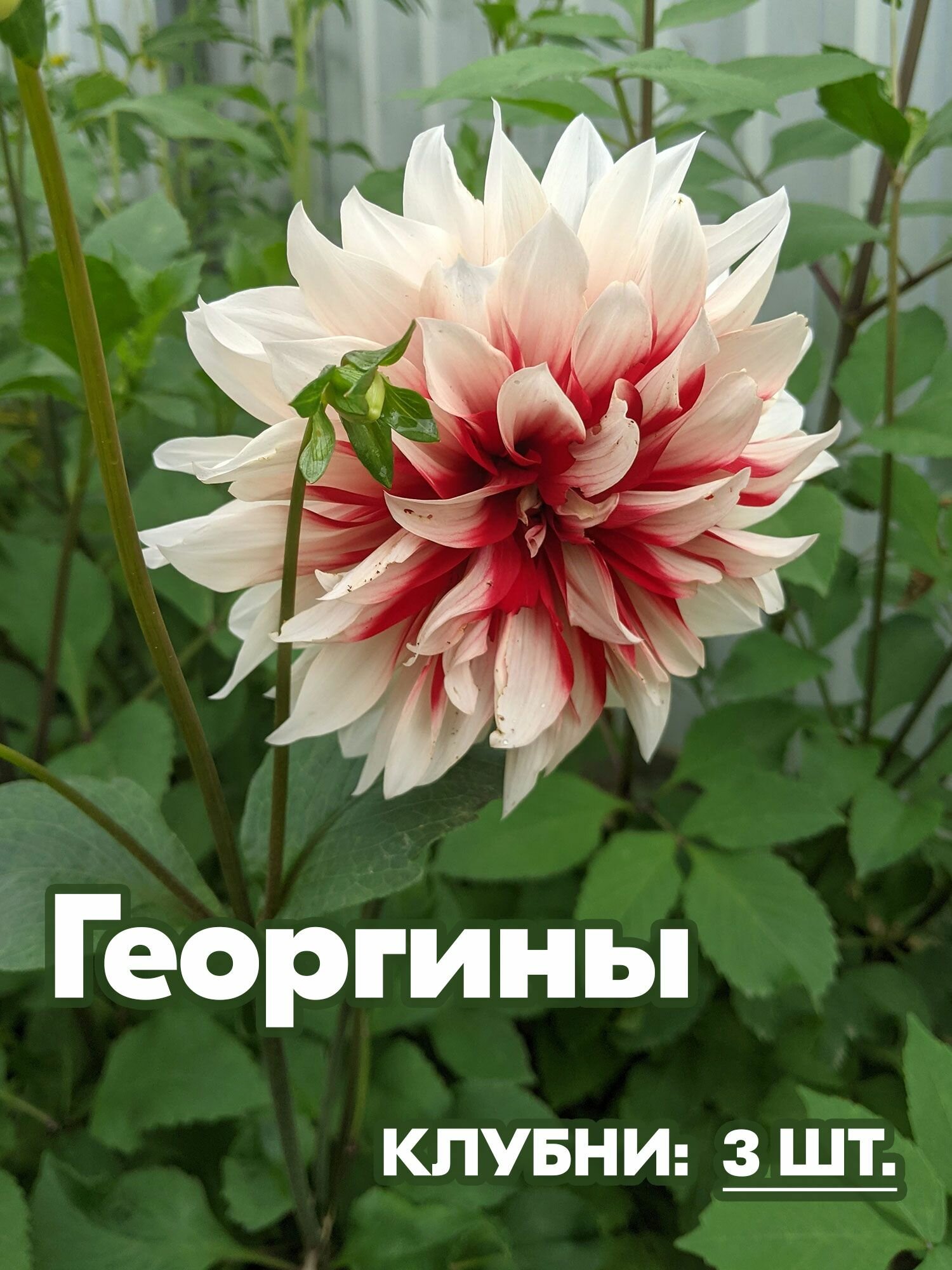 Георгины, клубни, 3 шт.