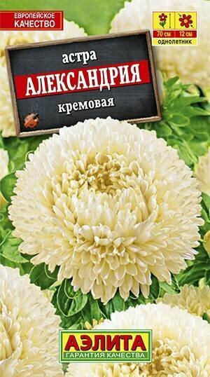 Астра Александрия кремовая цв. п 0,1г Аэлита